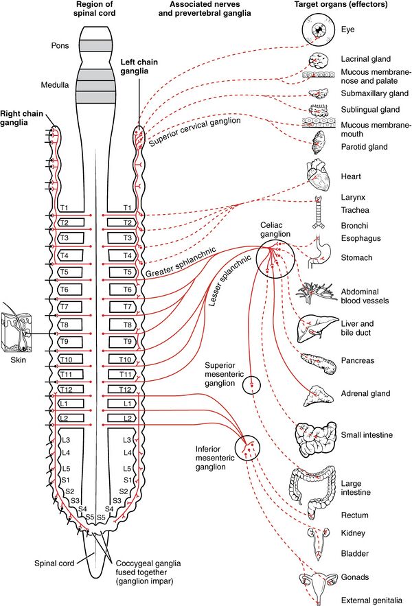 Modulation neurocardiogénique — Uness Cardiologie