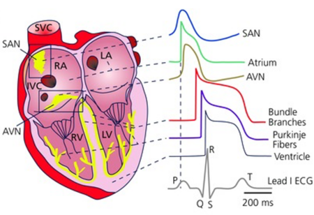 Automatisme — Uness Cardiologie