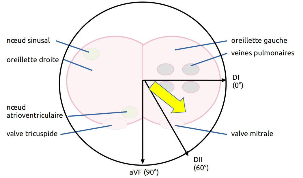 Electrocardiogramme normal — Uness Cardiologie